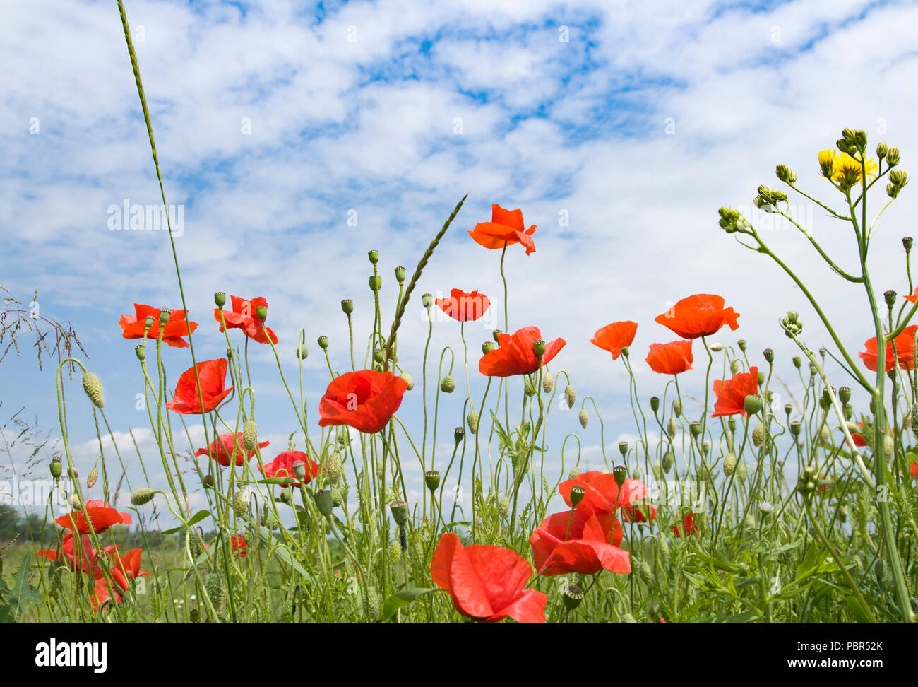 a close up flower poppy Stock Photo - Alamy