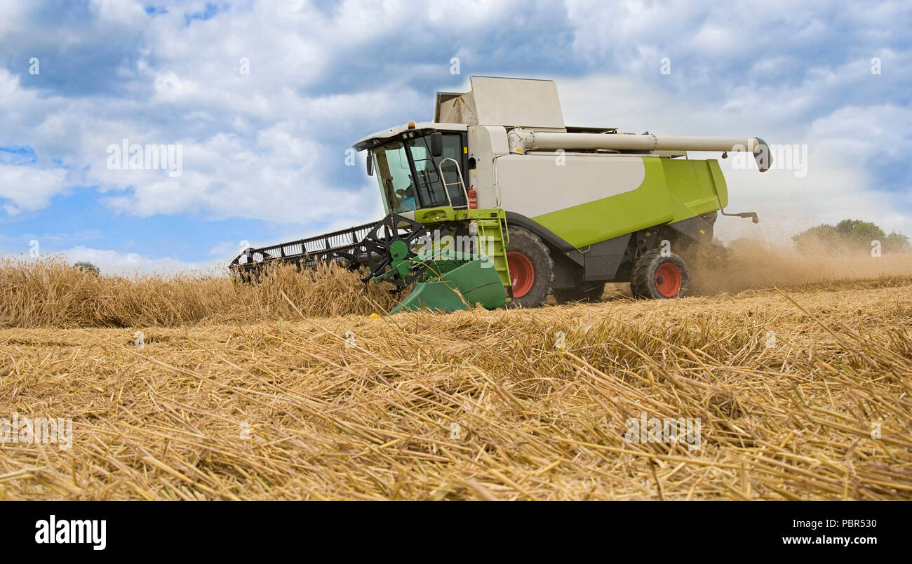 Harvester machine to harvest wheat field working. Combine harvester ...