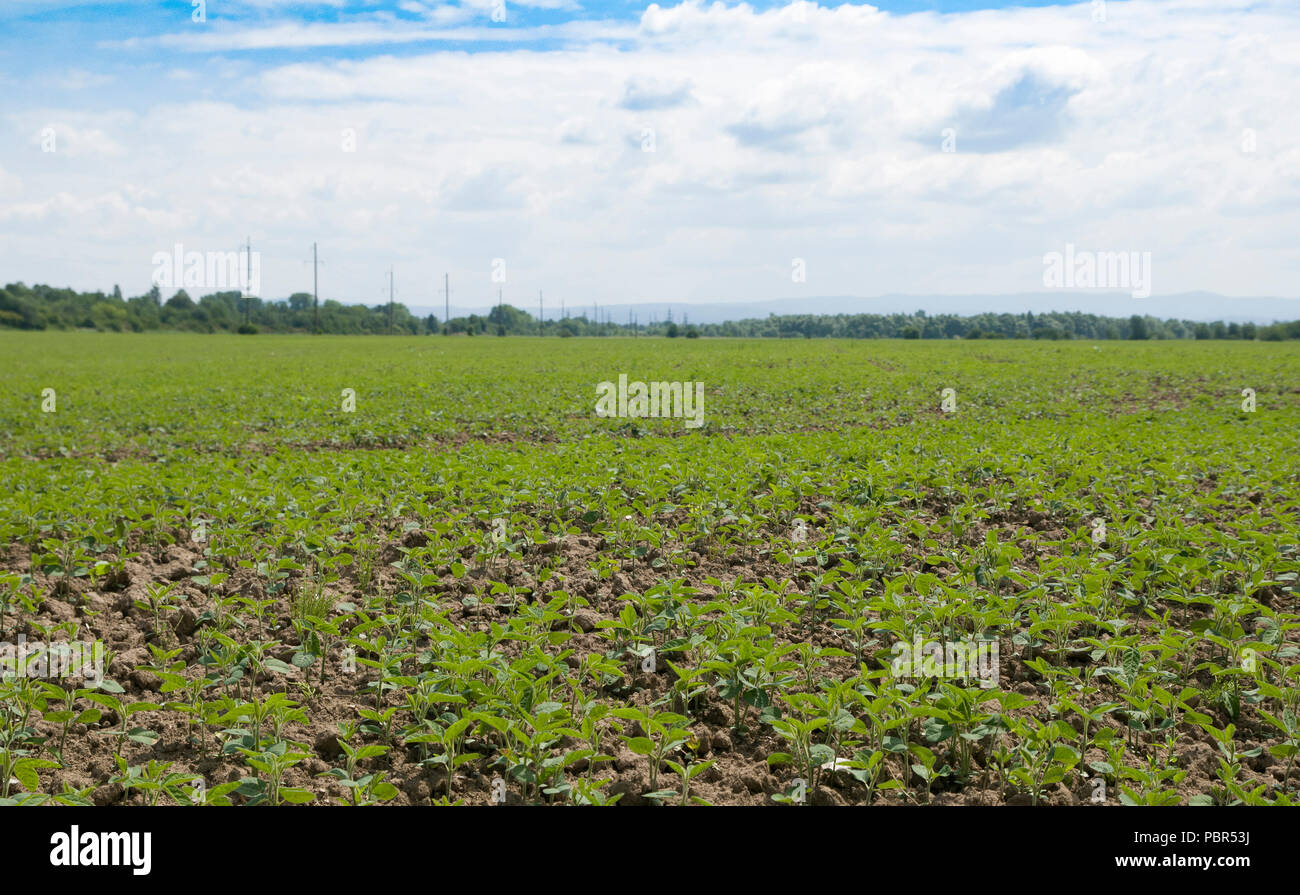 Rural landscape with fresh green soy field. Soybean field Stock Photo ...