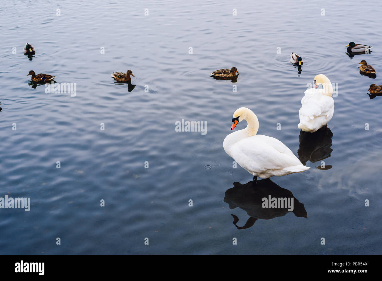 Majestic white swans stand hi-res stock photography and images - Alamy
