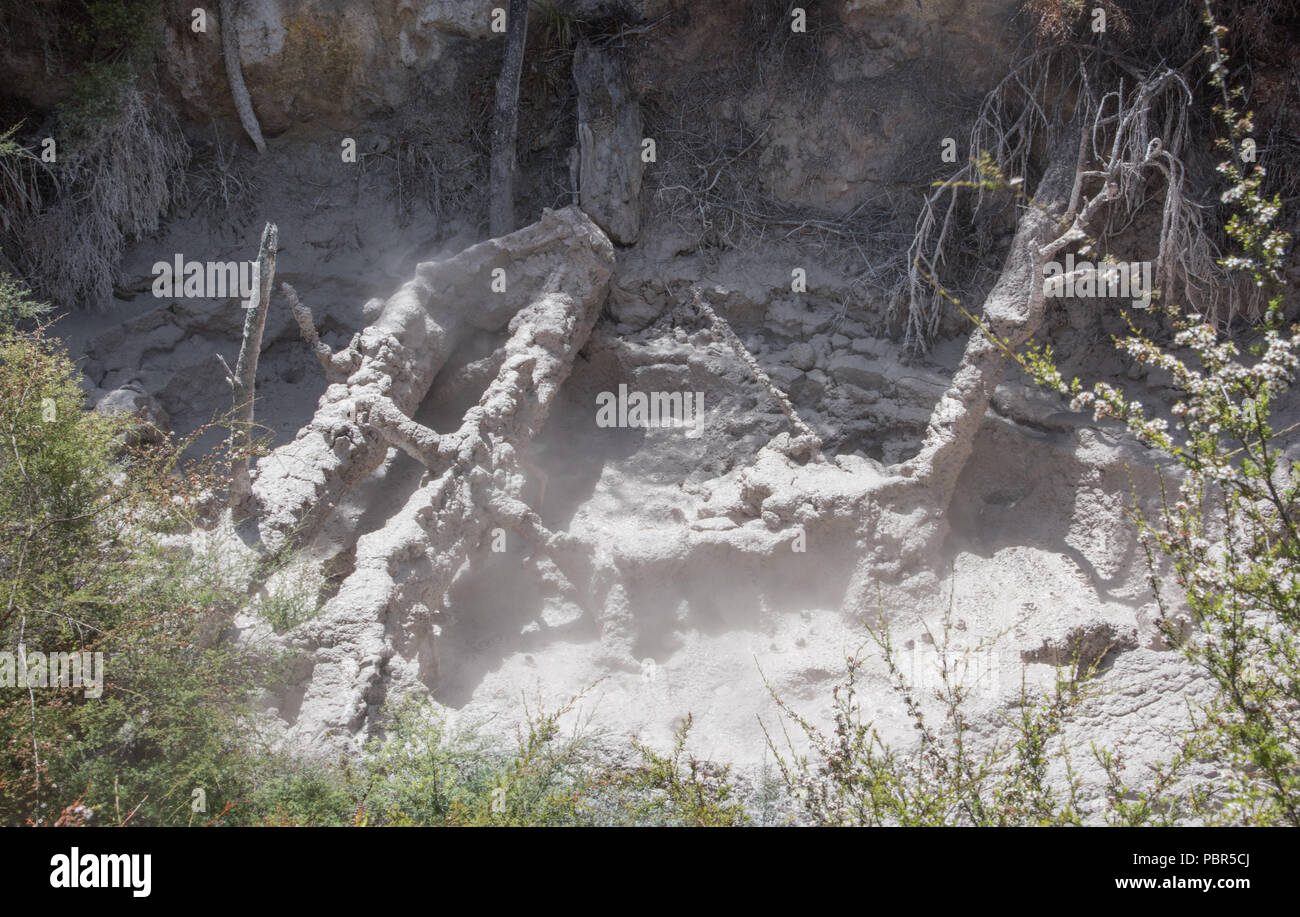 Closeup of the steaming mud pool with tree roots at Orakei Korako ...