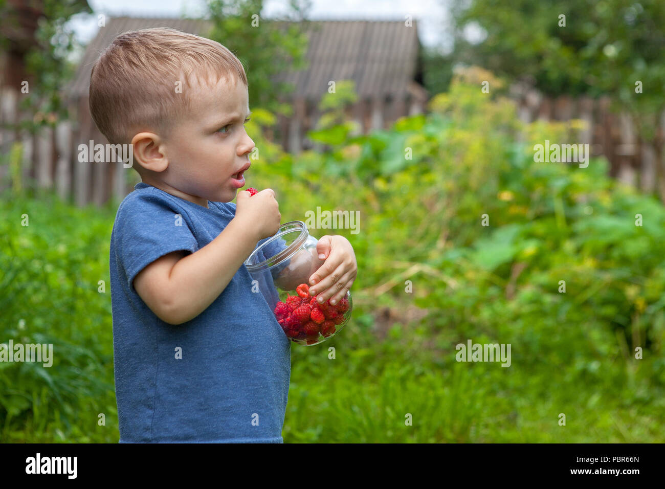Little boy eating fresh raspberries. Fresh berries. Concept of healthy ...