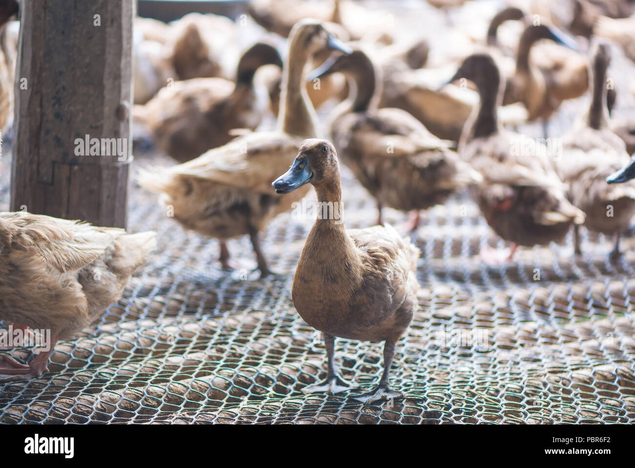 Group of ducks in farm, traditional farming in Thailand, animal farm ...