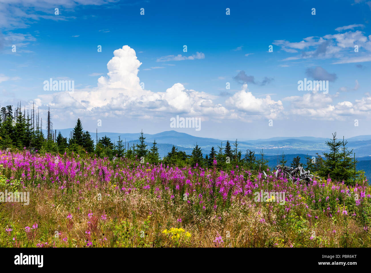 Meadow filled with wildflowers in the Bavarian Forest - Sumava National ...