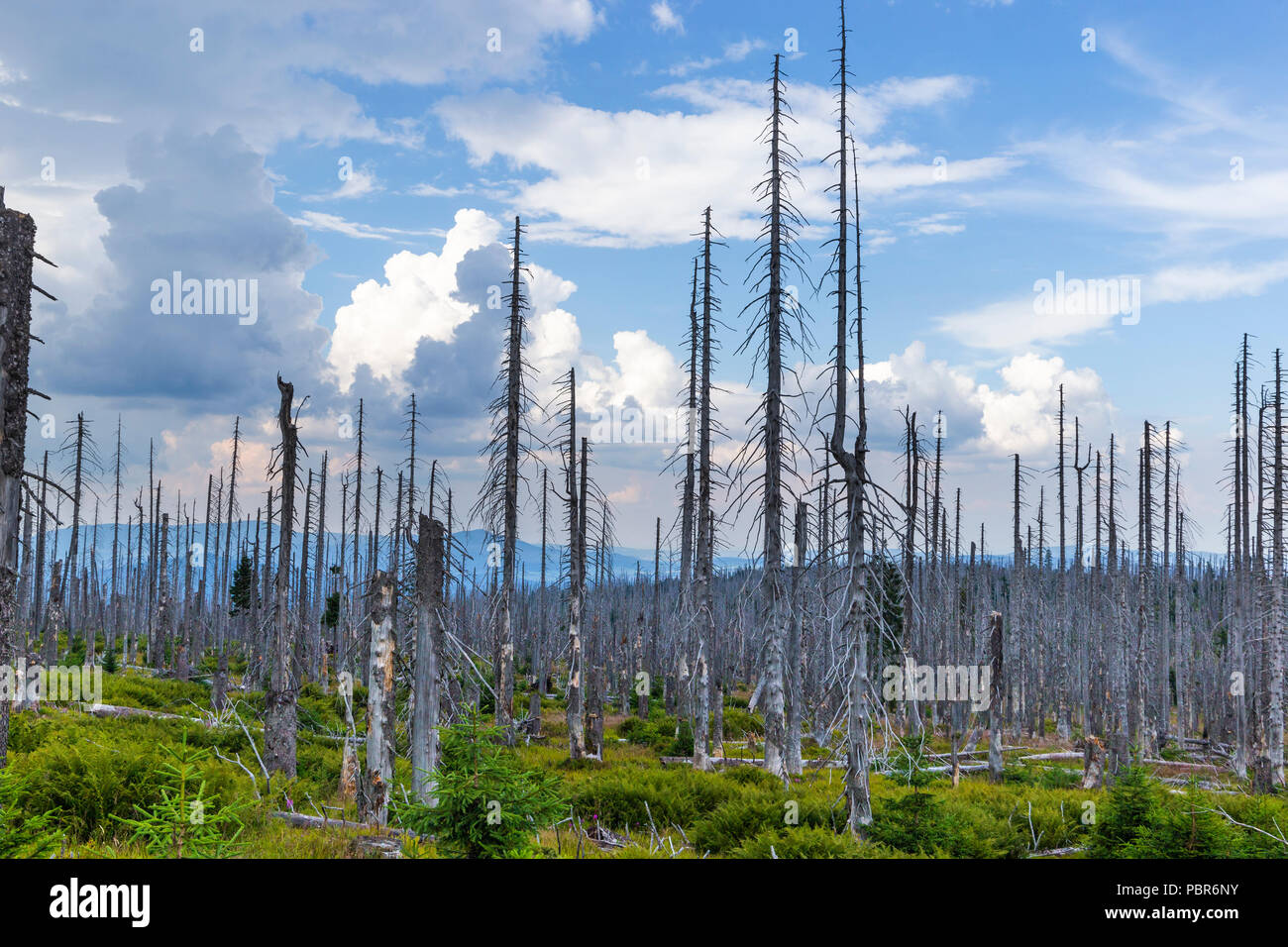 View to Dreisessel, Trojmezi and Trojmezna hills with forests destroyed ...