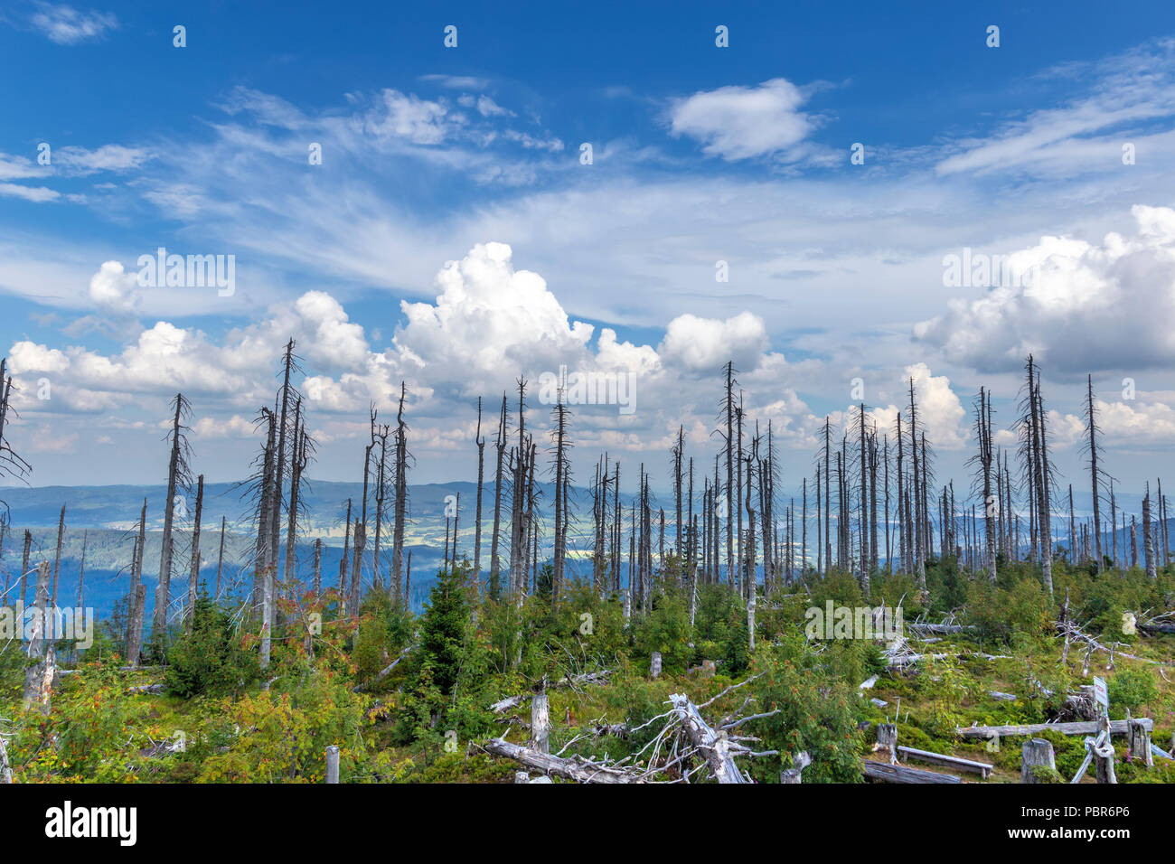 View to Dreisessel, Trojmezi and Trojmezna hills with forests destroyed ...