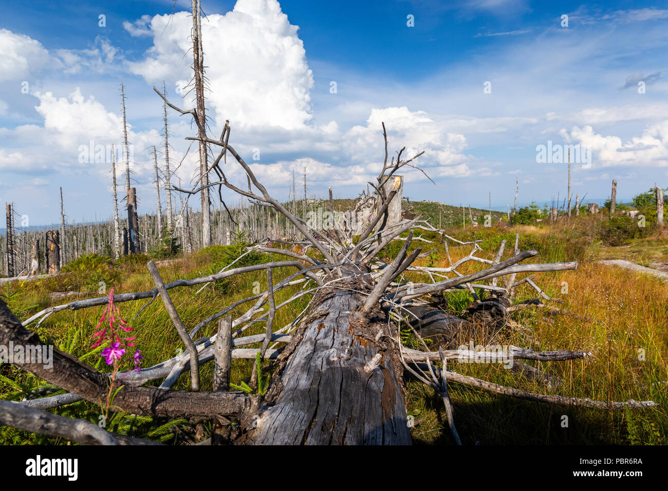 View to Dreisessel, Trojmezi and Trojmezna hills with forests destroyed ...