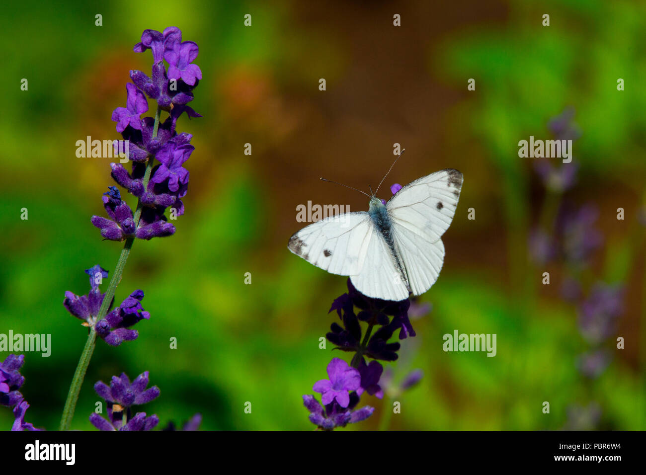 Large white butterfly hi-res stock photography and images - Alamy