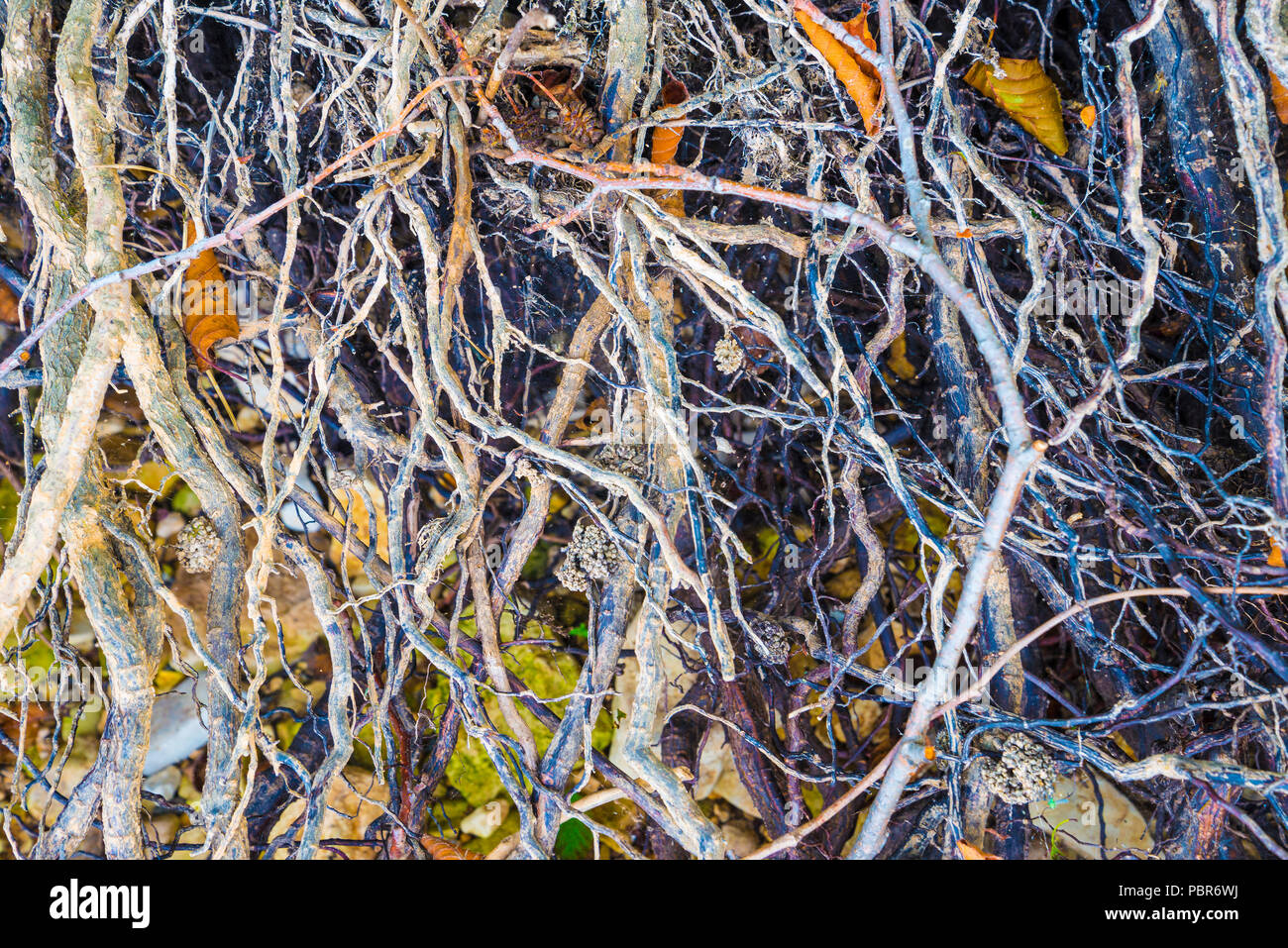 Tree roots very small Stock Photo - Alamy