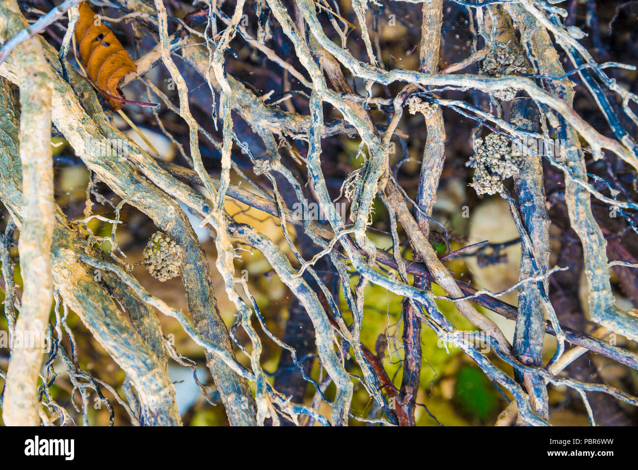 Tree roots very small Stock Photo - Alamy