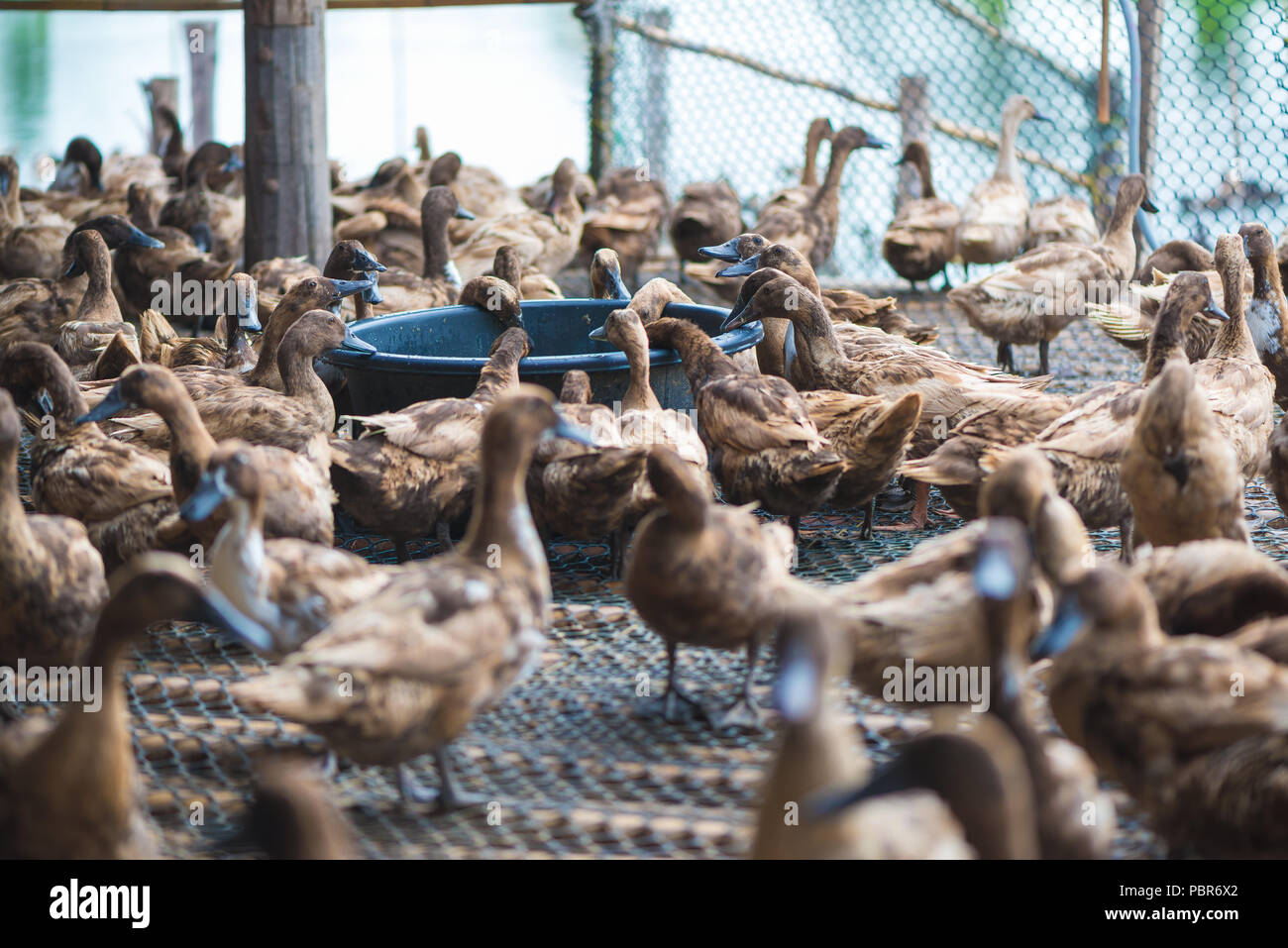 Duck eating food in farm, traditional farming in Thailand Stock Photo ...