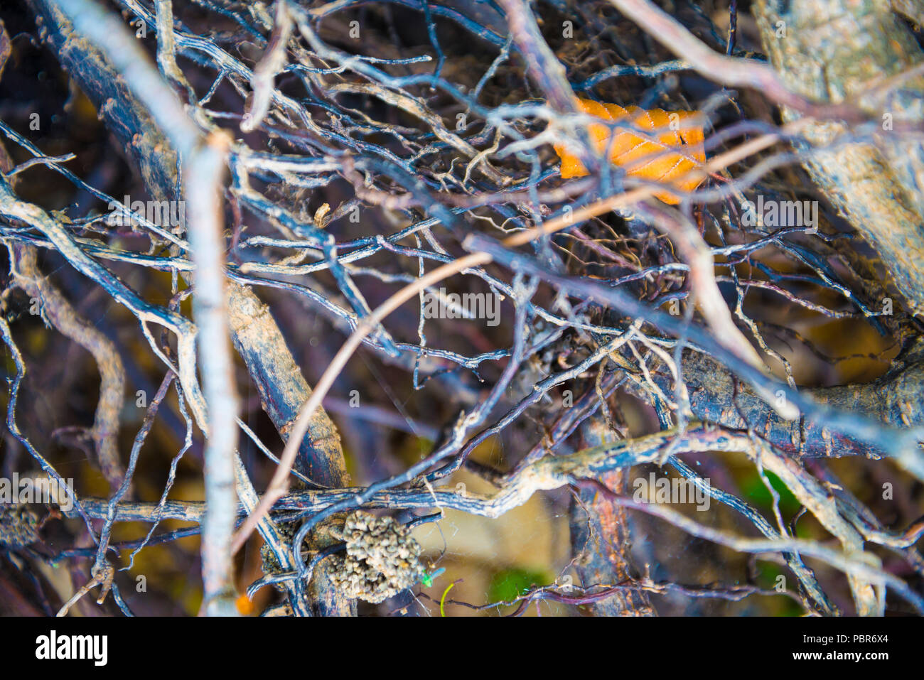 Tree roots very small Stock Photo - Alamy