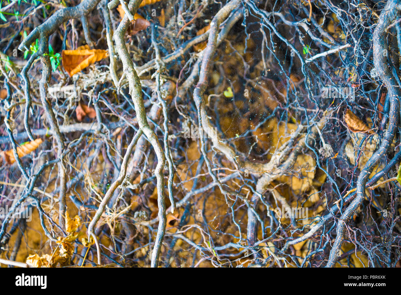 Tree roots very small Stock Photo - Alamy