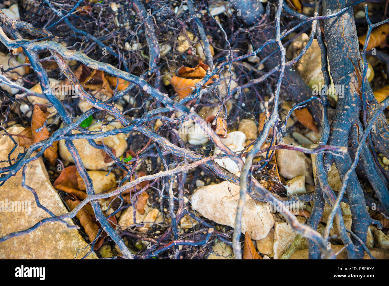 Tree roots very small Stock Photo - Alamy