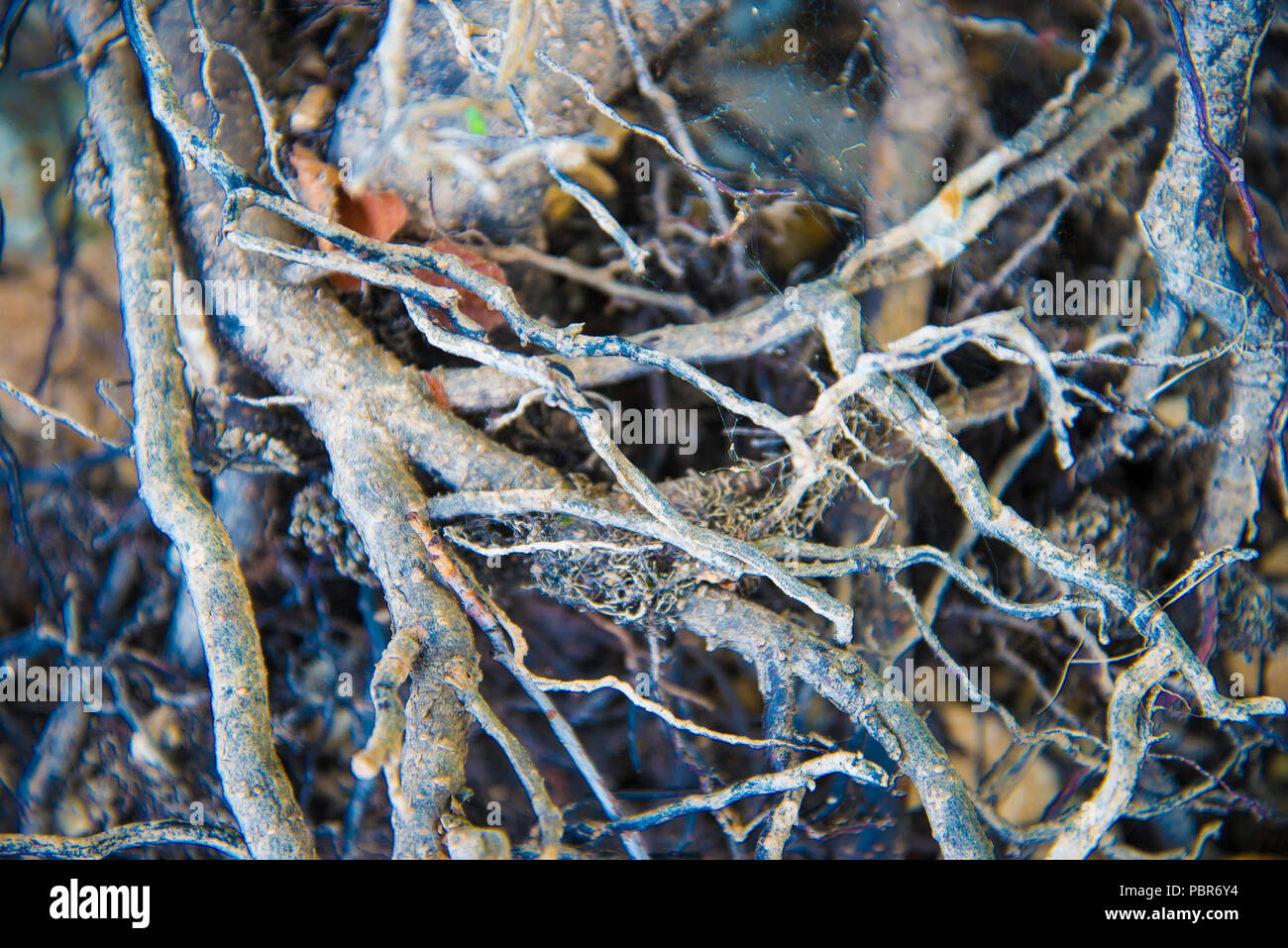 Tree roots very small Stock Photo - Alamy