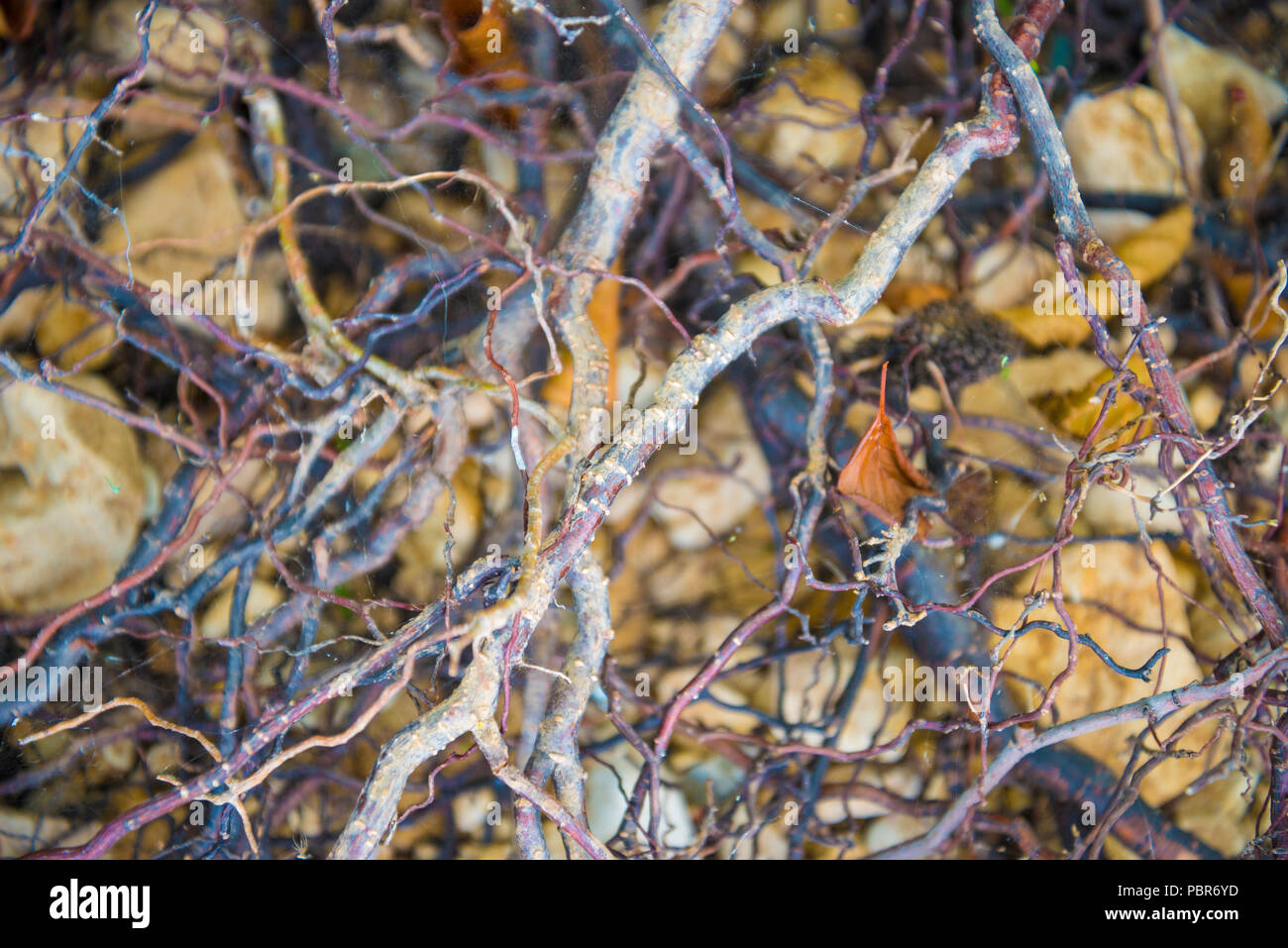 Tree roots very small Stock Photo - Alamy
