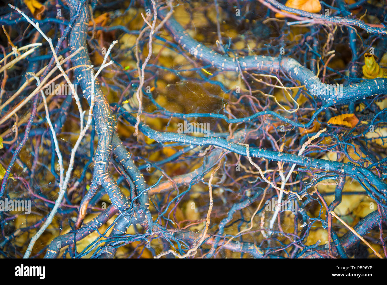 Tree roots very small Stock Photo - Alamy