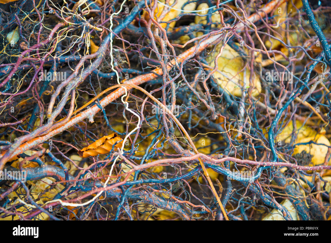 Tree roots very small Stock Photo - Alamy