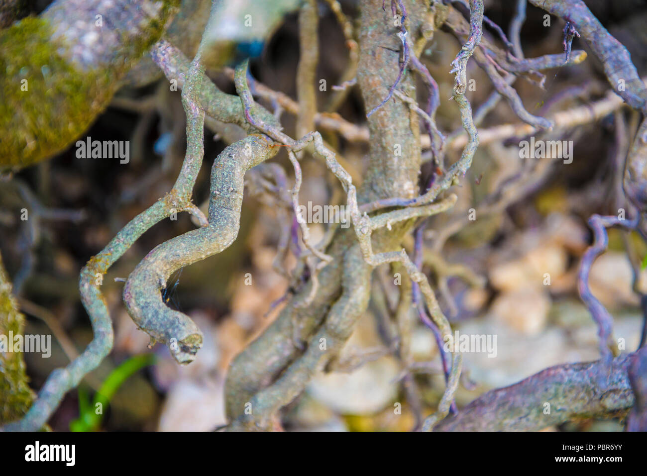 Tree roots very small Stock Photo - Alamy