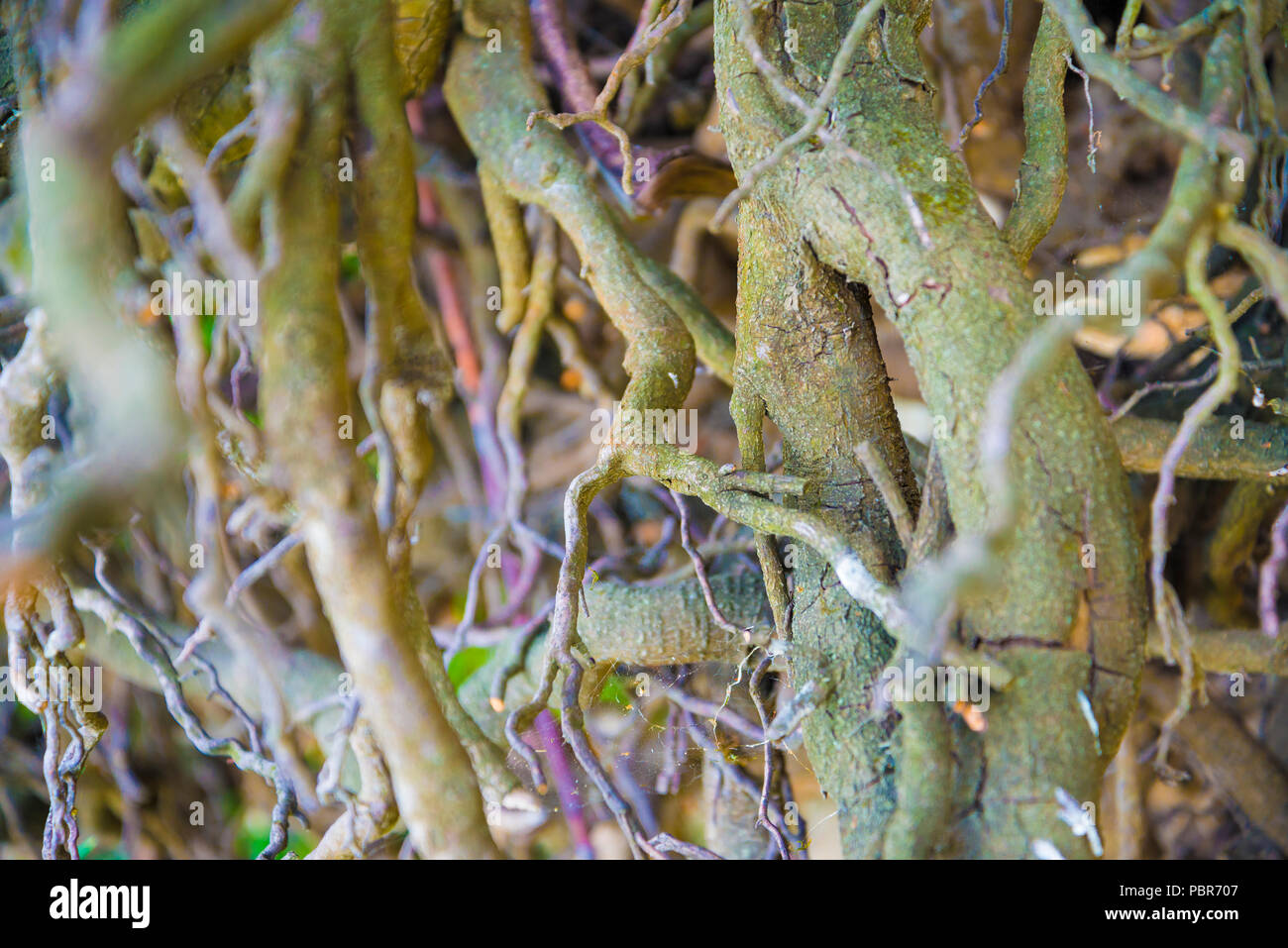 Tree roots very small Stock Photo - Alamy
