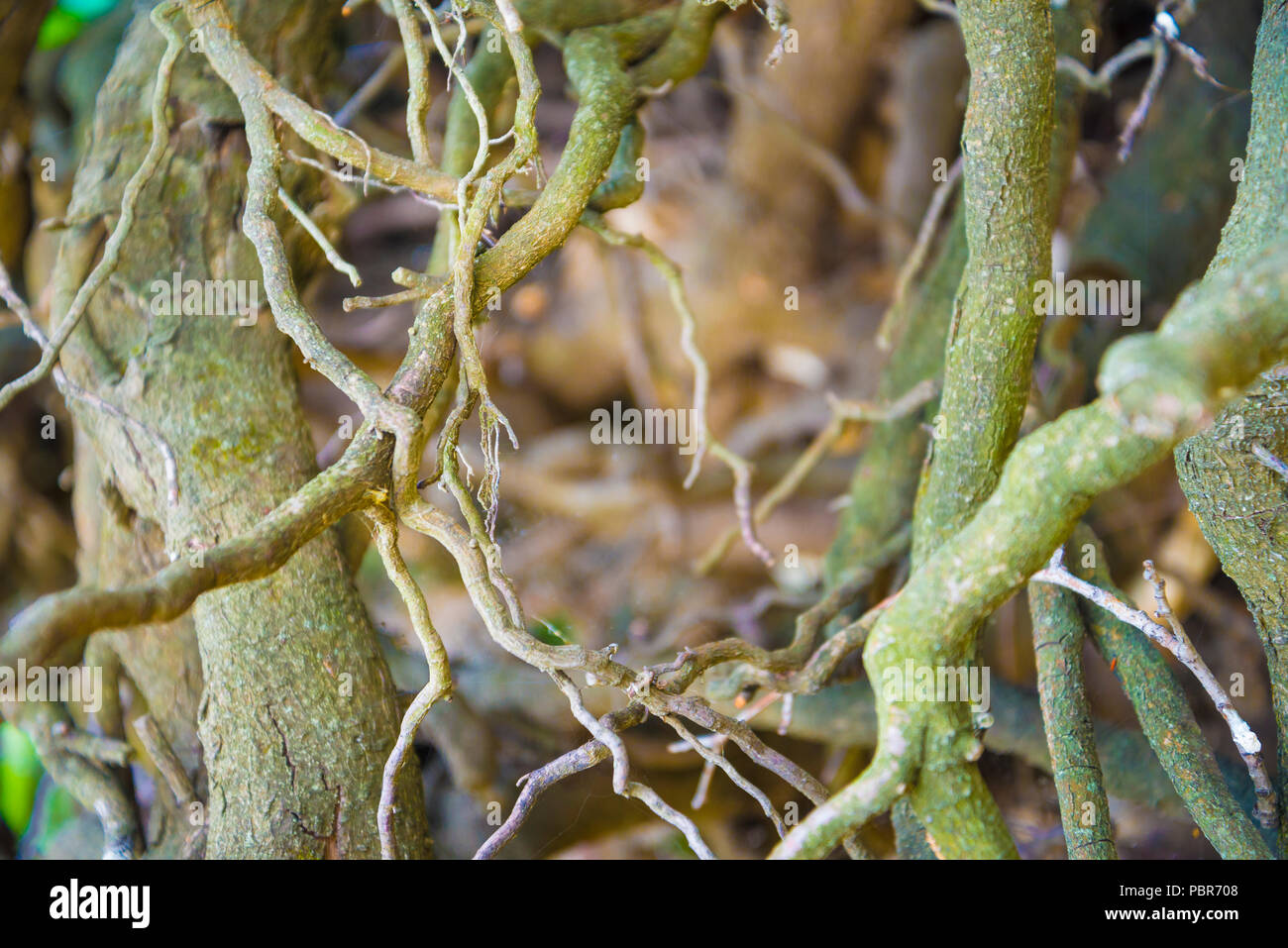 Root Weave High Resolution Stock Photography and Images - Alamy