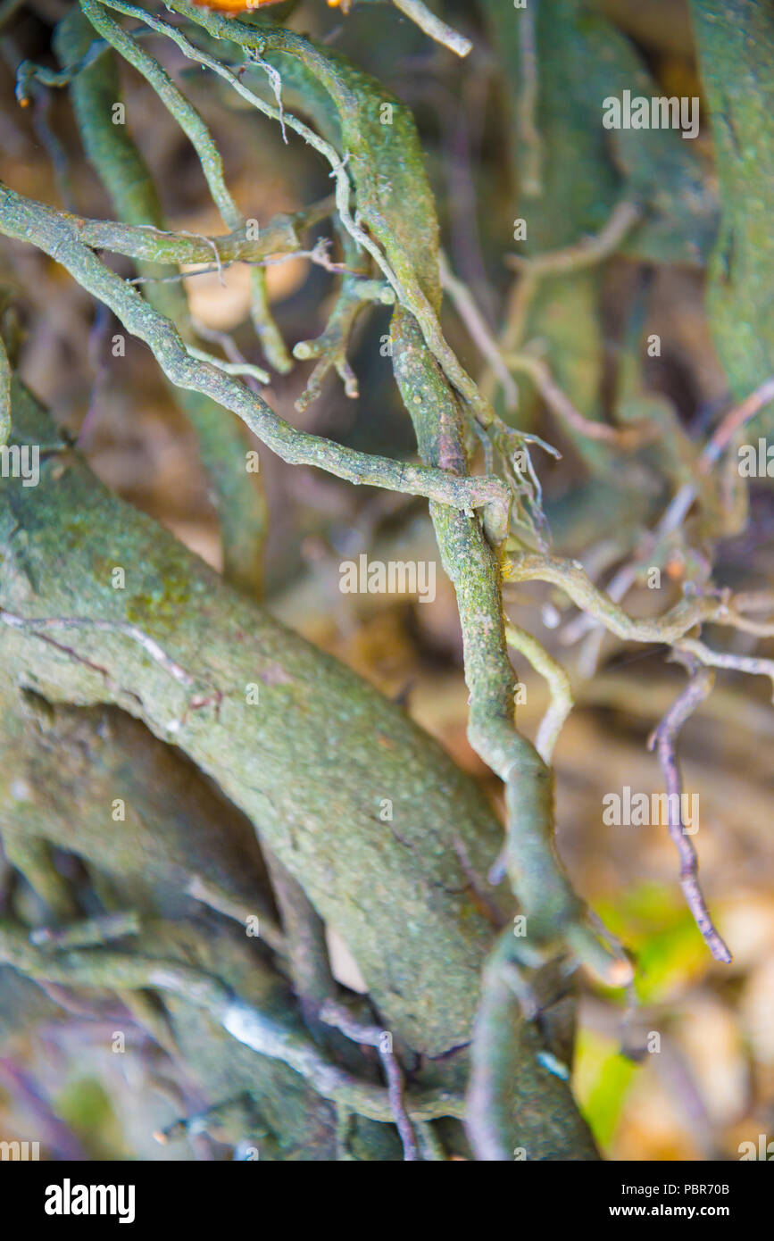 Tree roots very small Stock Photo - Alamy