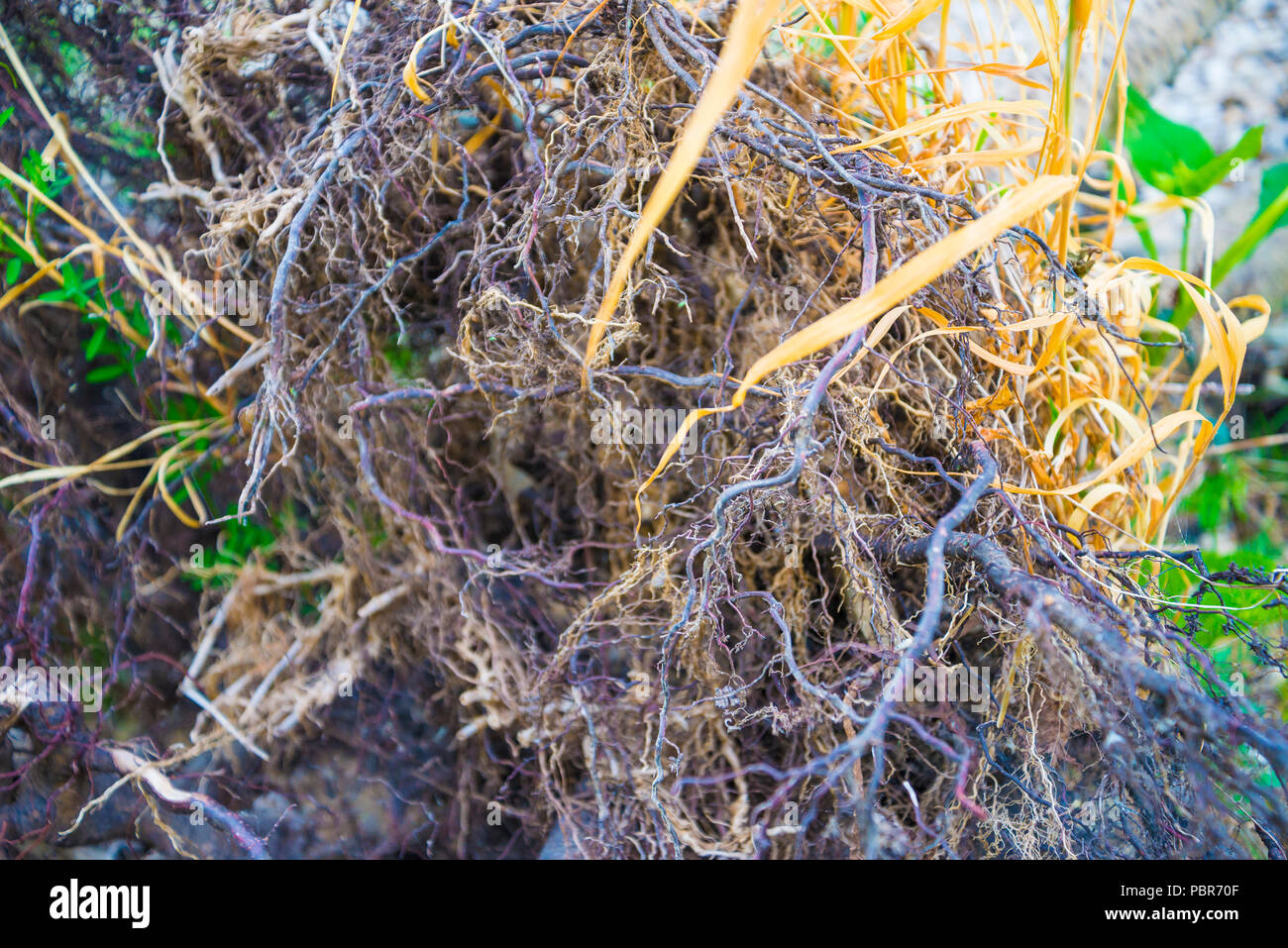Small detail of root structure hi-res stock photography and images - Alamy