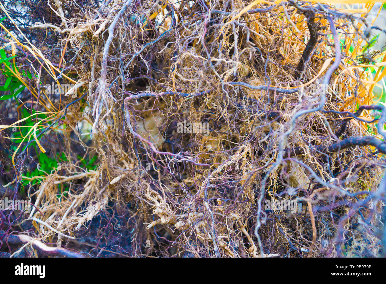 Small detail of root structure hi-res stock photography and images - Alamy