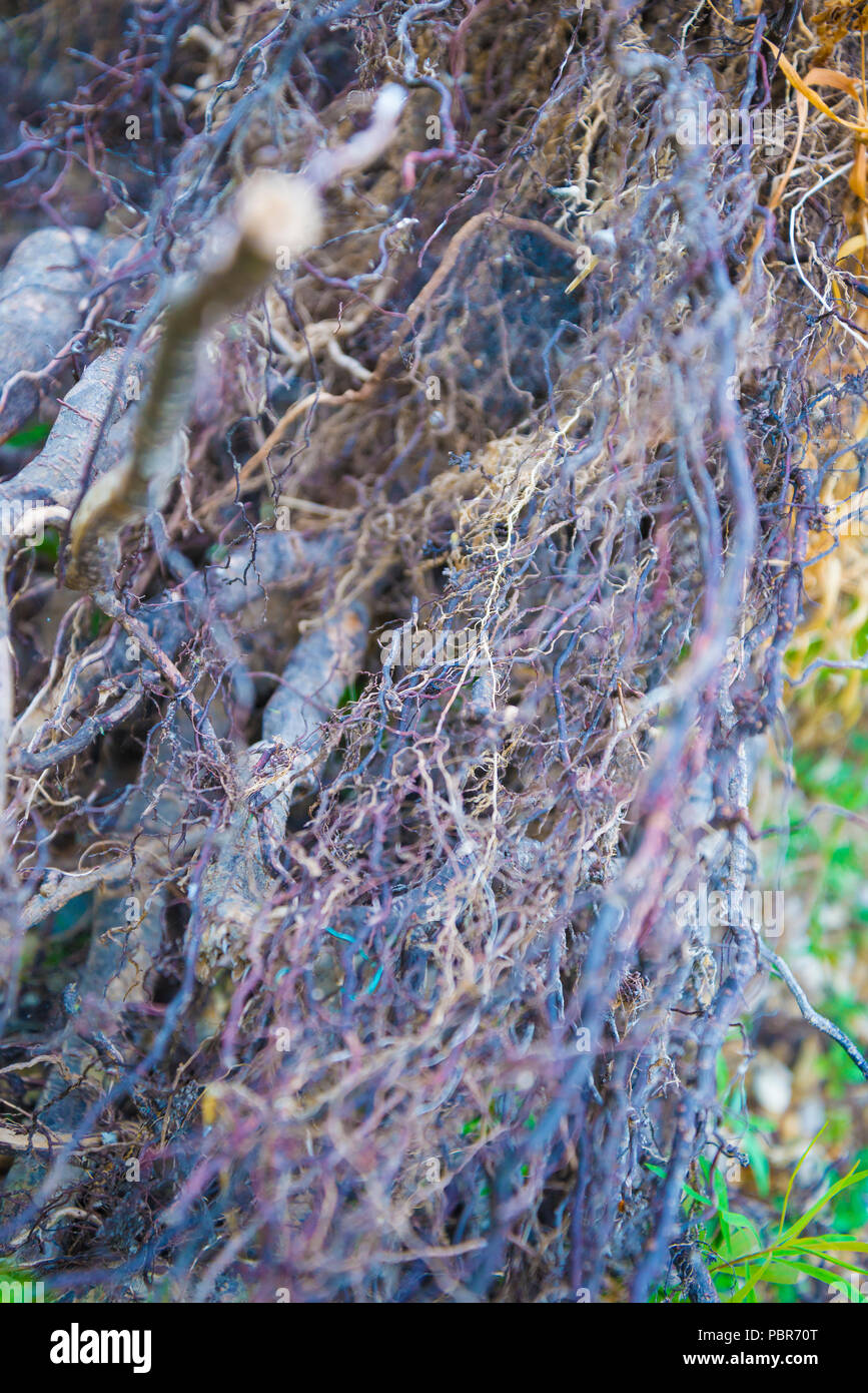 Tree roots very small Stock Photo - Alamy