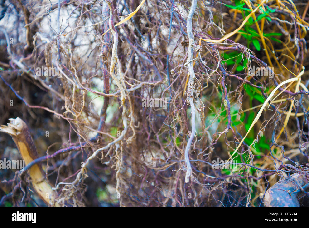 Tree roots very small Stock Photo - Alamy