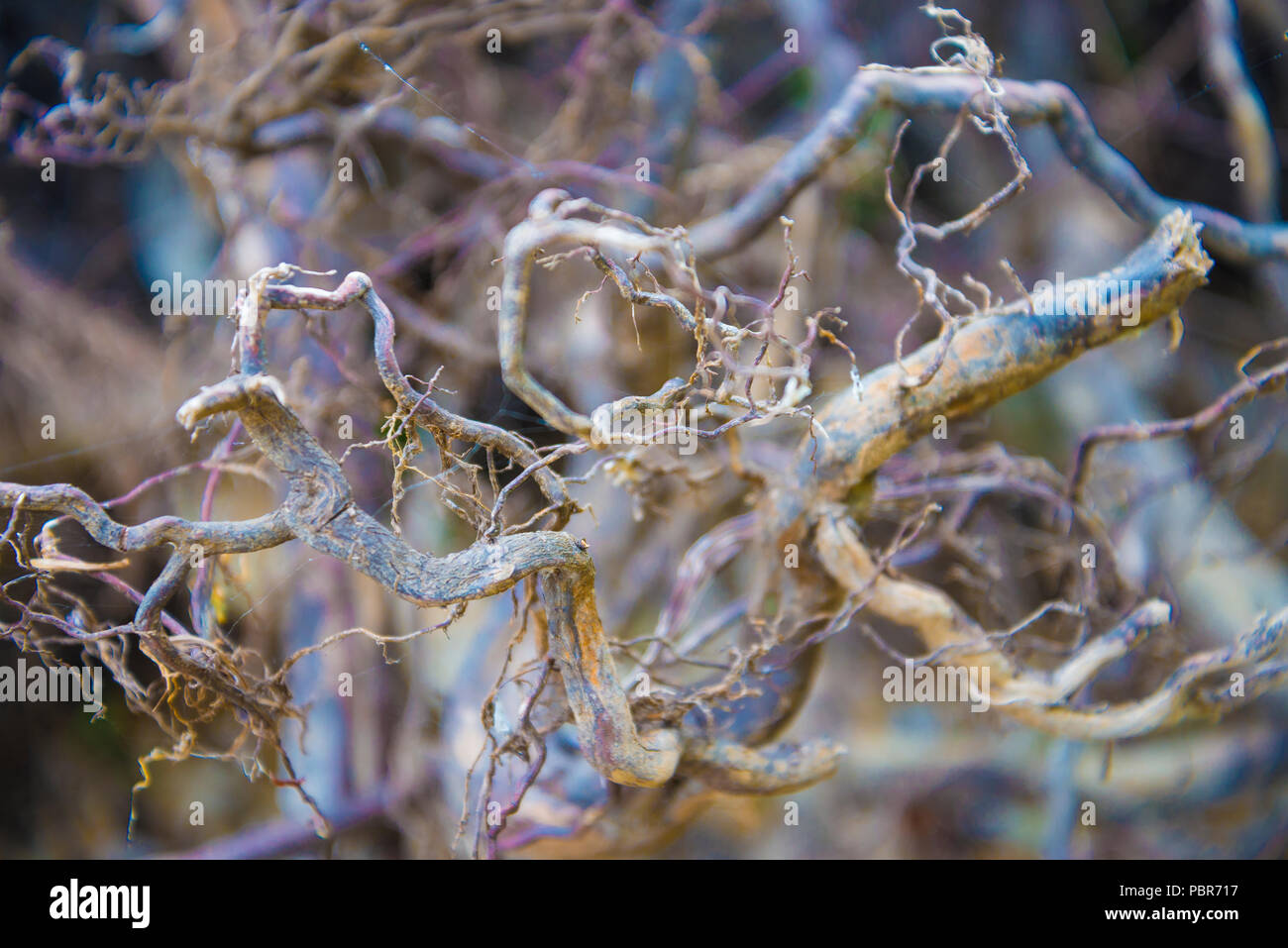 Tree roots very small Stock Photo - Alamy