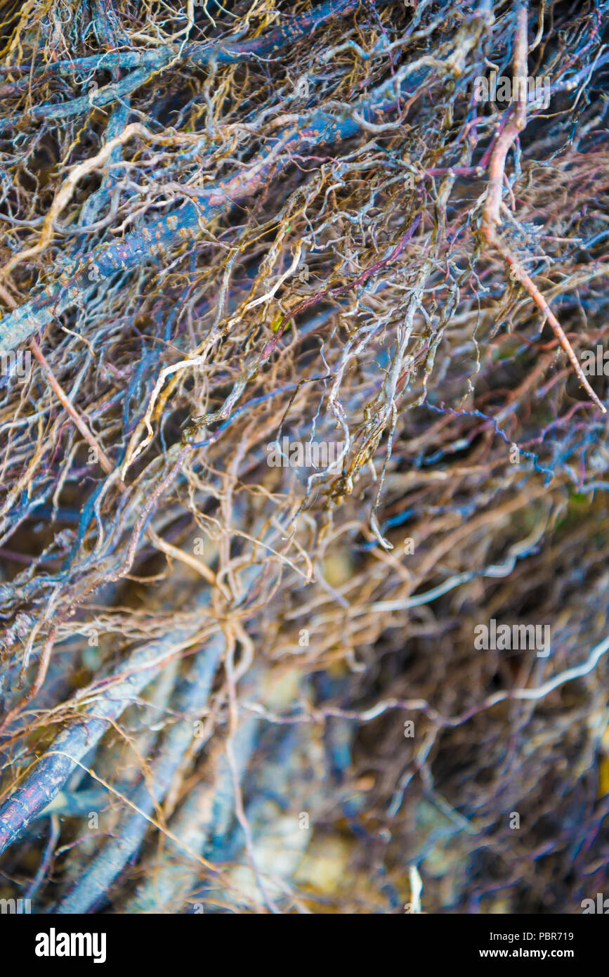 Tree roots very small Stock Photo - Alamy