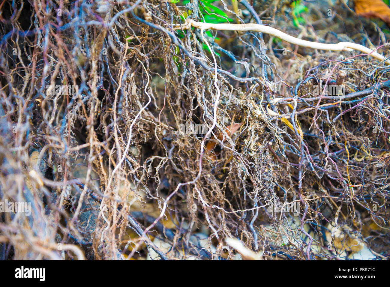 Tree roots very small Stock Photo - Alamy