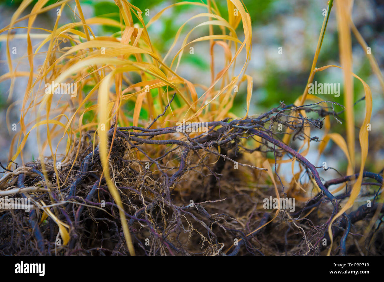 Tree roots very small Stock Photo - Alamy