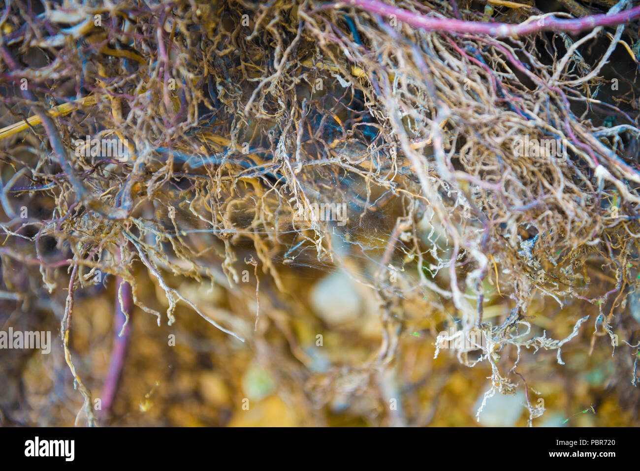 Tree roots very small Stock Photo - Alamy