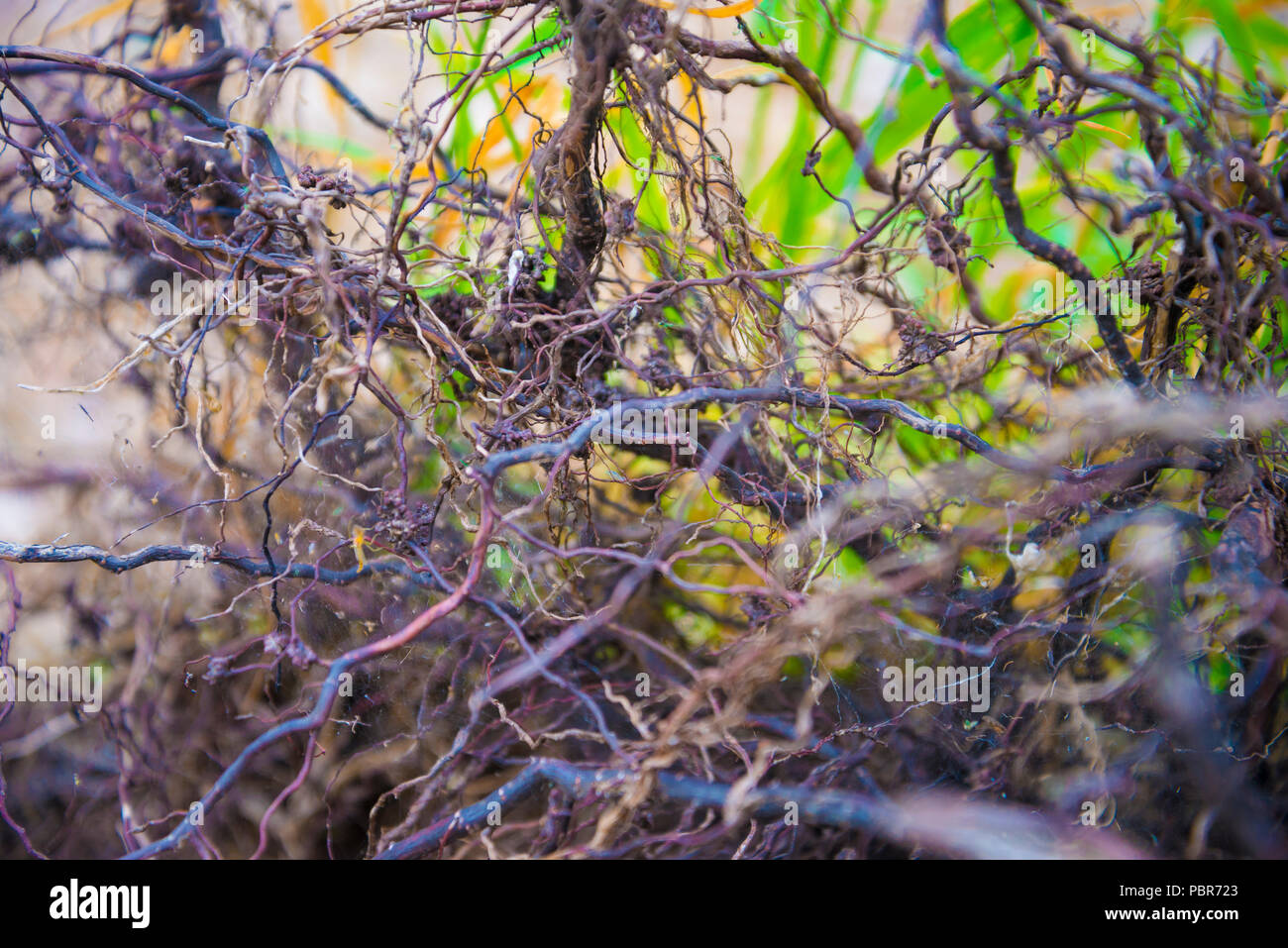 Tree roots very small Stock Photo - Alamy