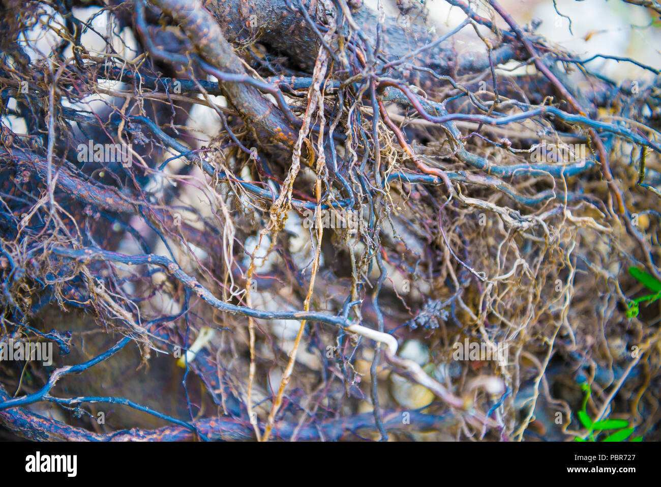 Tree roots very small Stock Photo - Alamy