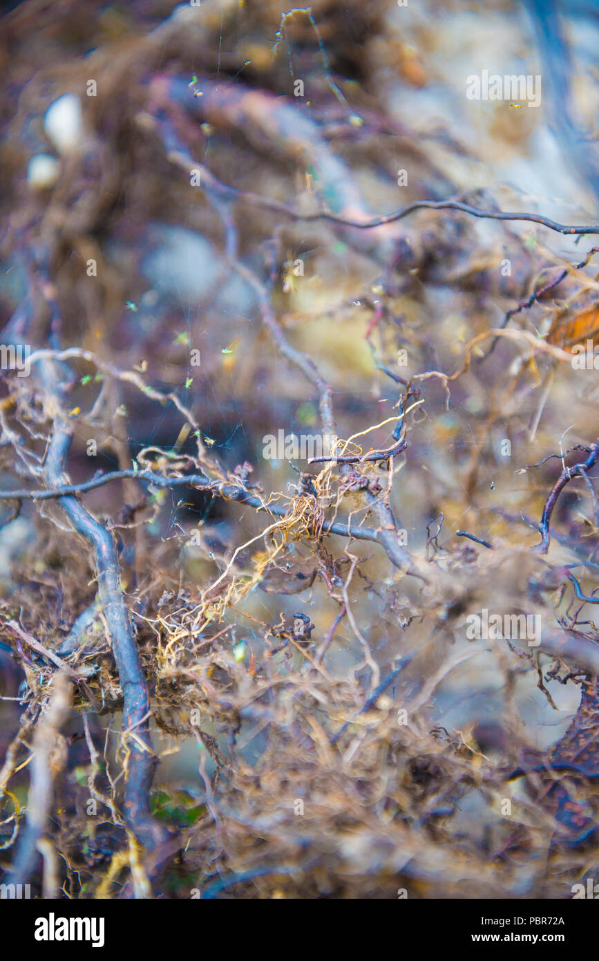 Tree roots very small Stock Photo - Alamy