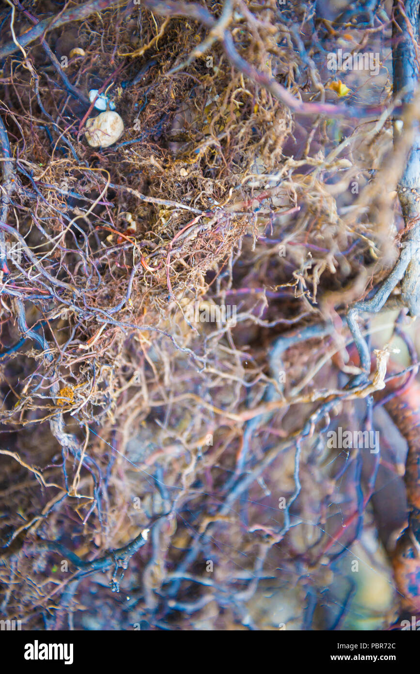 Tree roots very small Stock Photo - Alamy