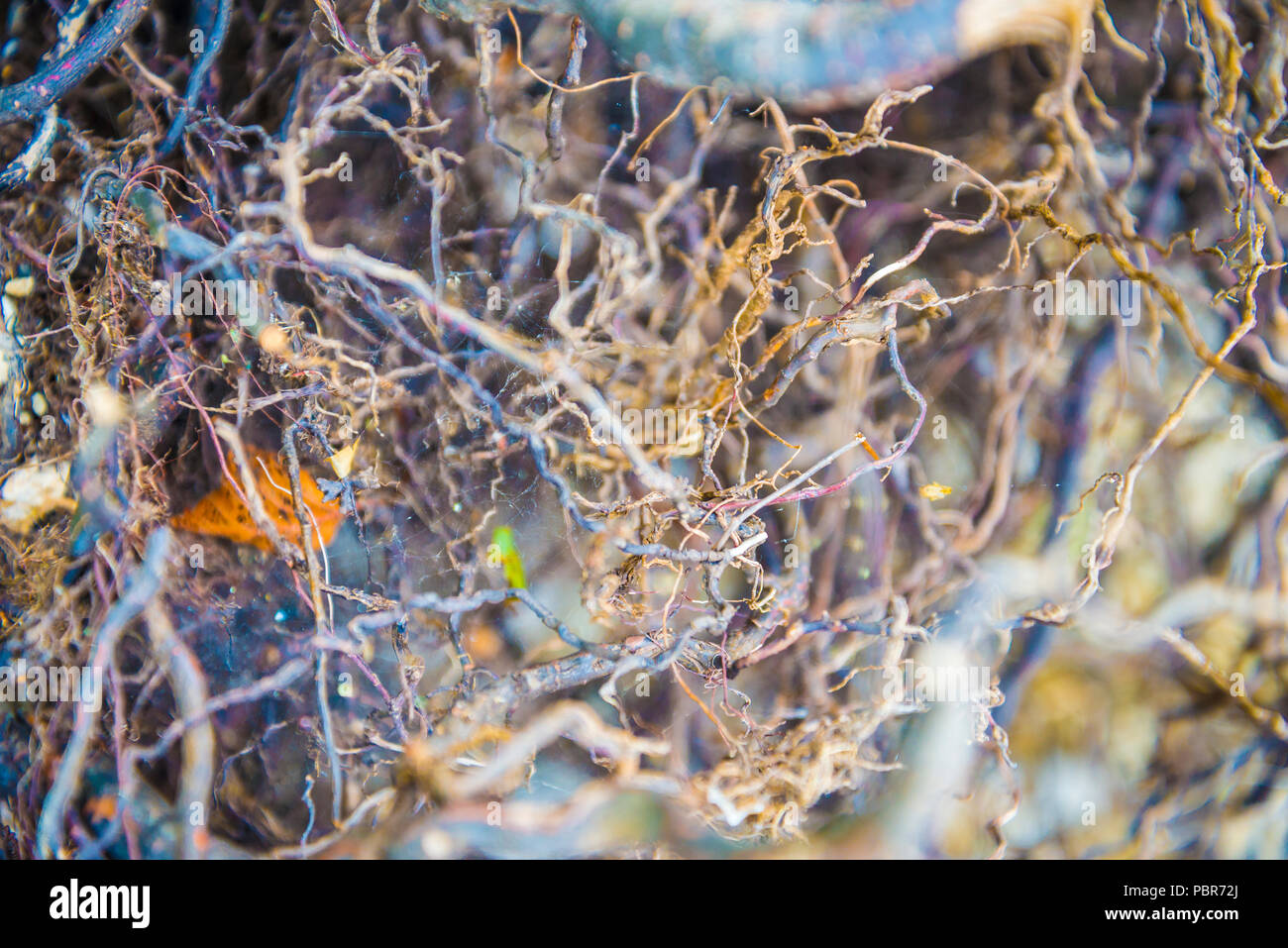 Tree roots very small Stock Photo - Alamy