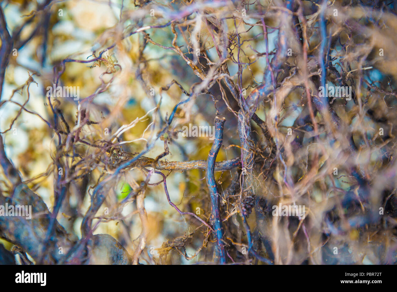 Tree roots very small Stock Photo - Alamy