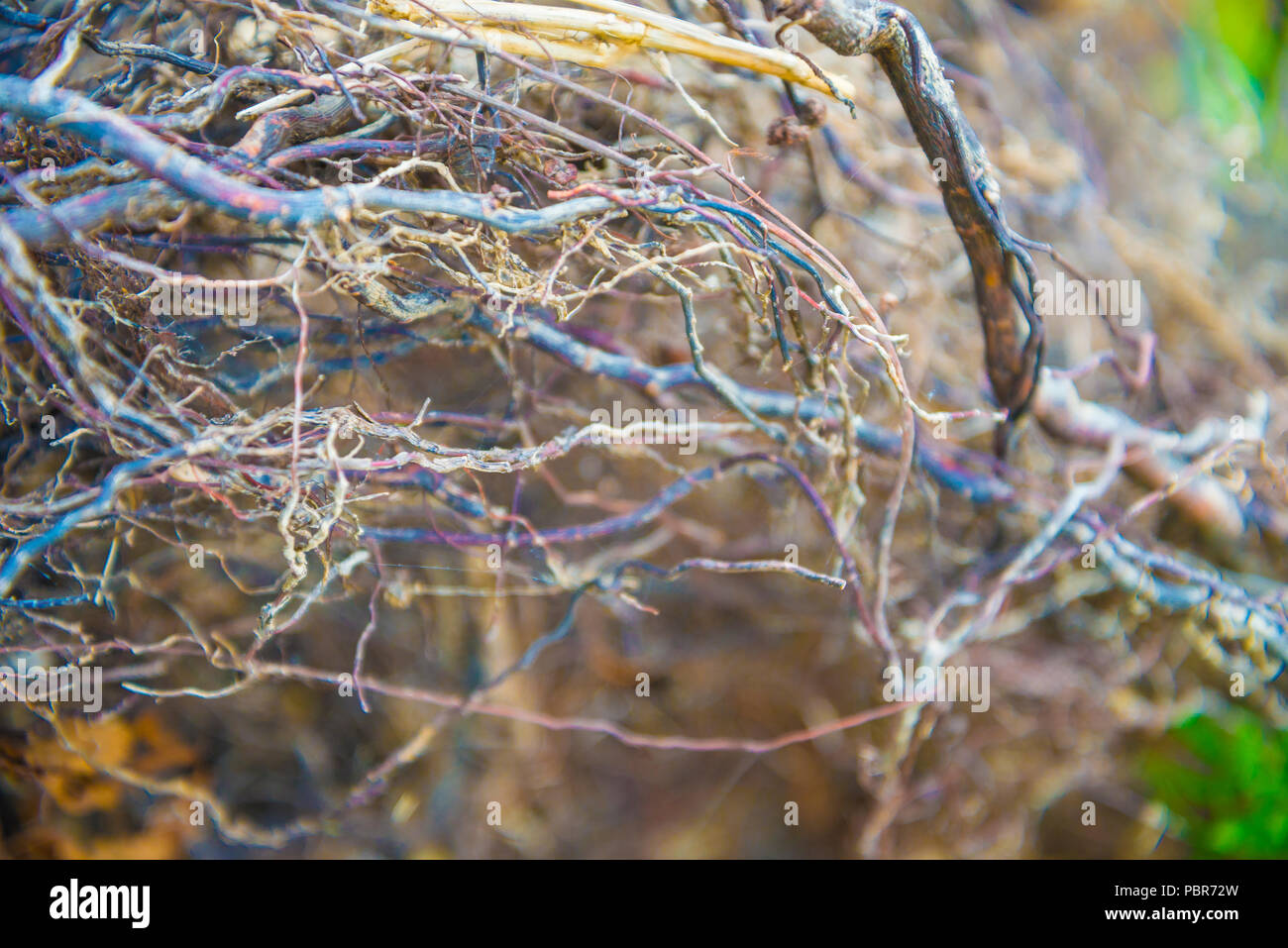 Tree roots very small Stock Photo - Alamy