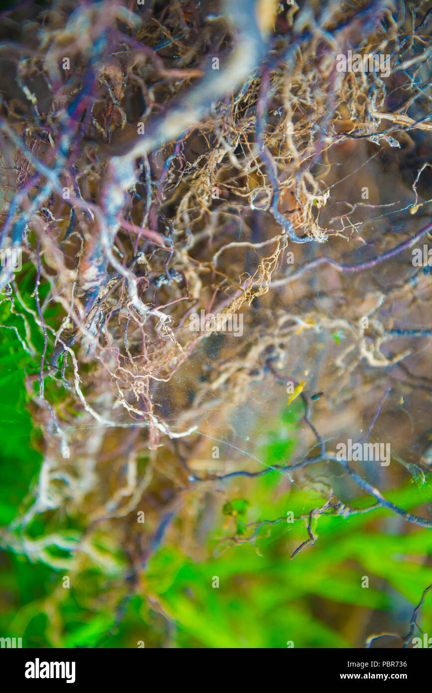 Tree roots very small Stock Photo - Alamy