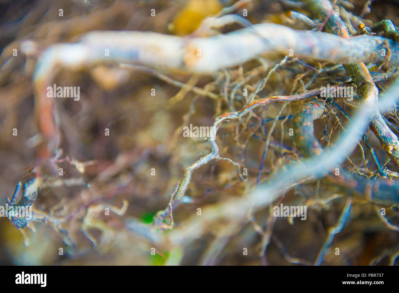Tree roots very small Stock Photo - Alamy