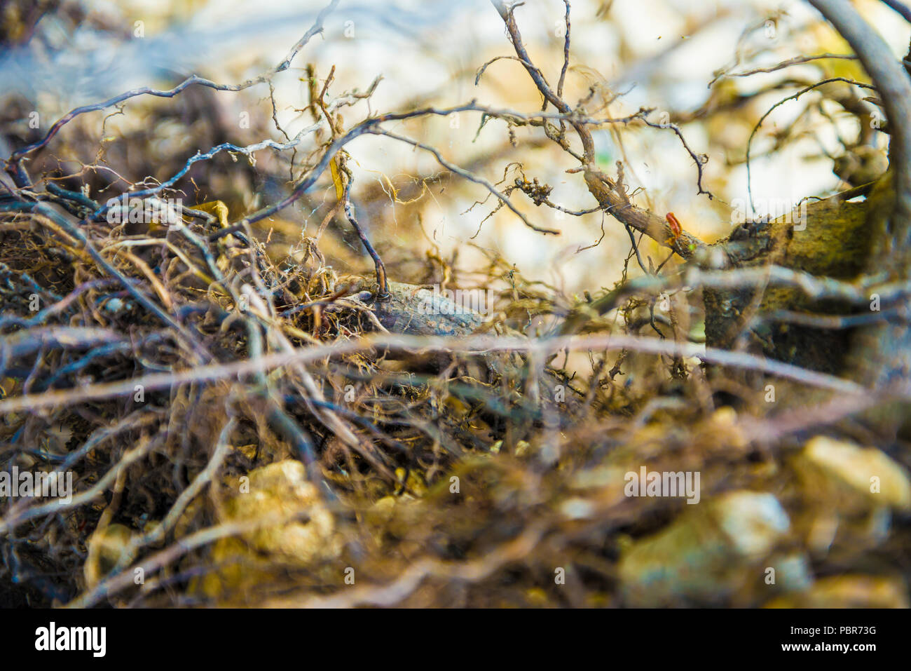 Tree roots very small Stock Photo - Alamy