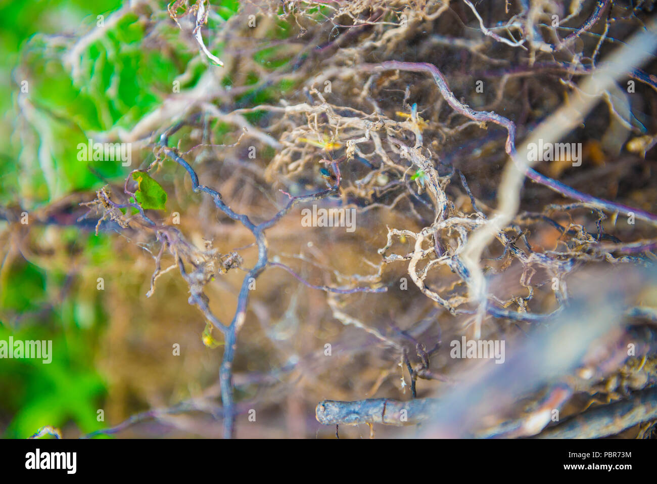 Tree roots very small Stock Photo - Alamy