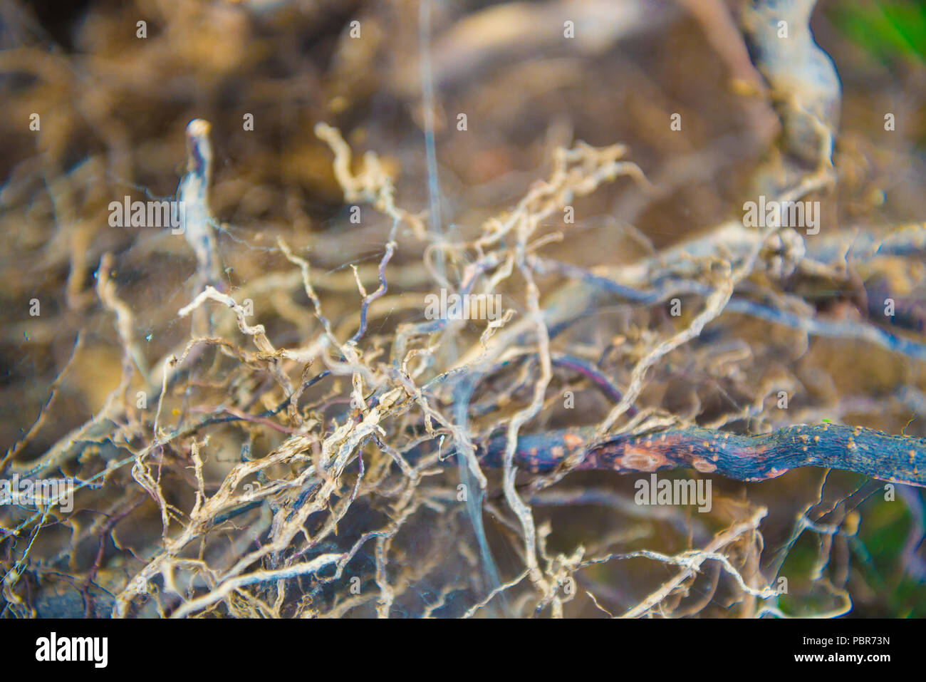 Tree roots very small Stock Photo - Alamy