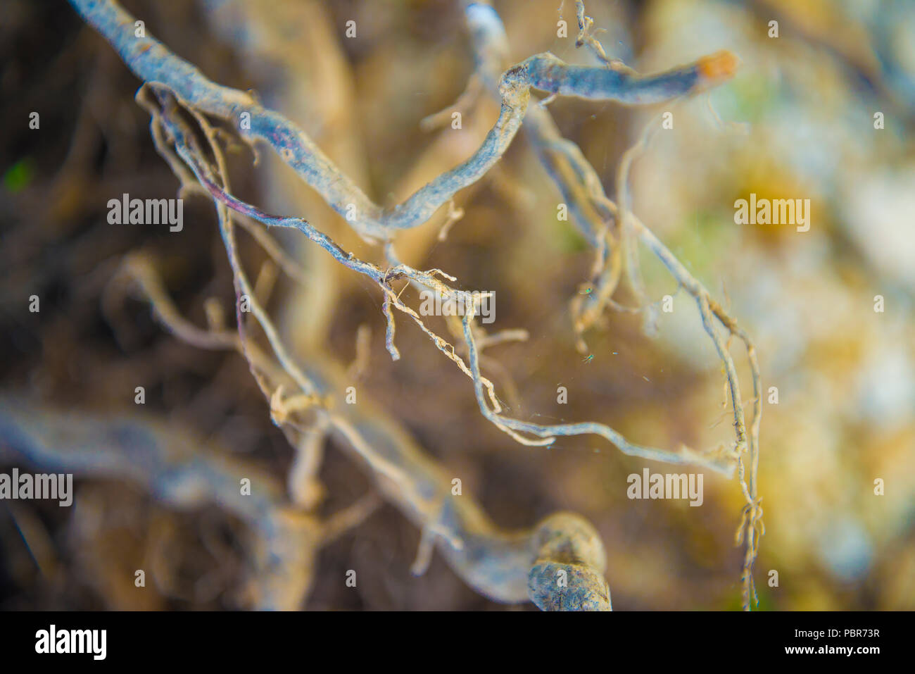 Tree roots very small Stock Photo - Alamy