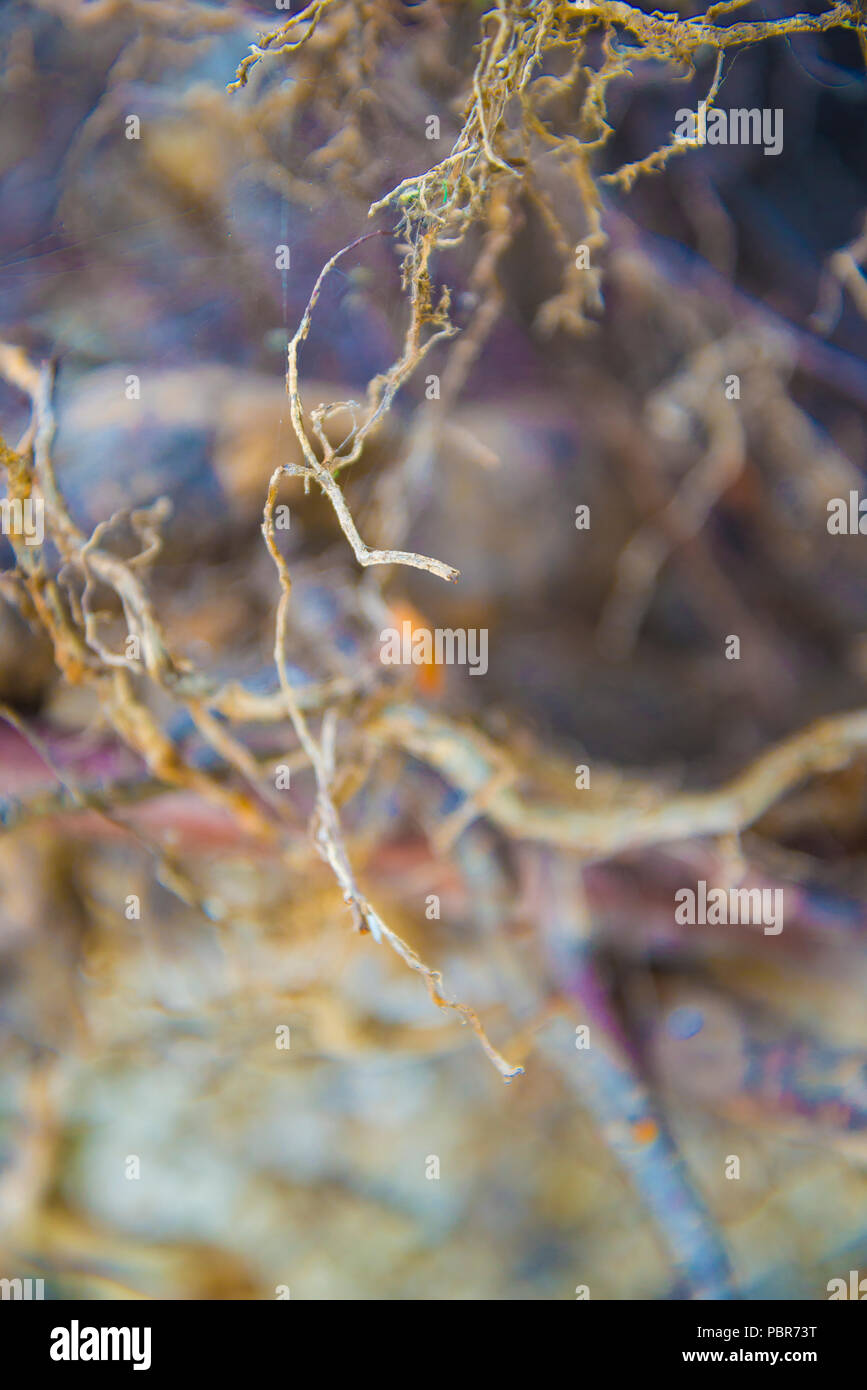 Tree roots very small Stock Photo - Alamy