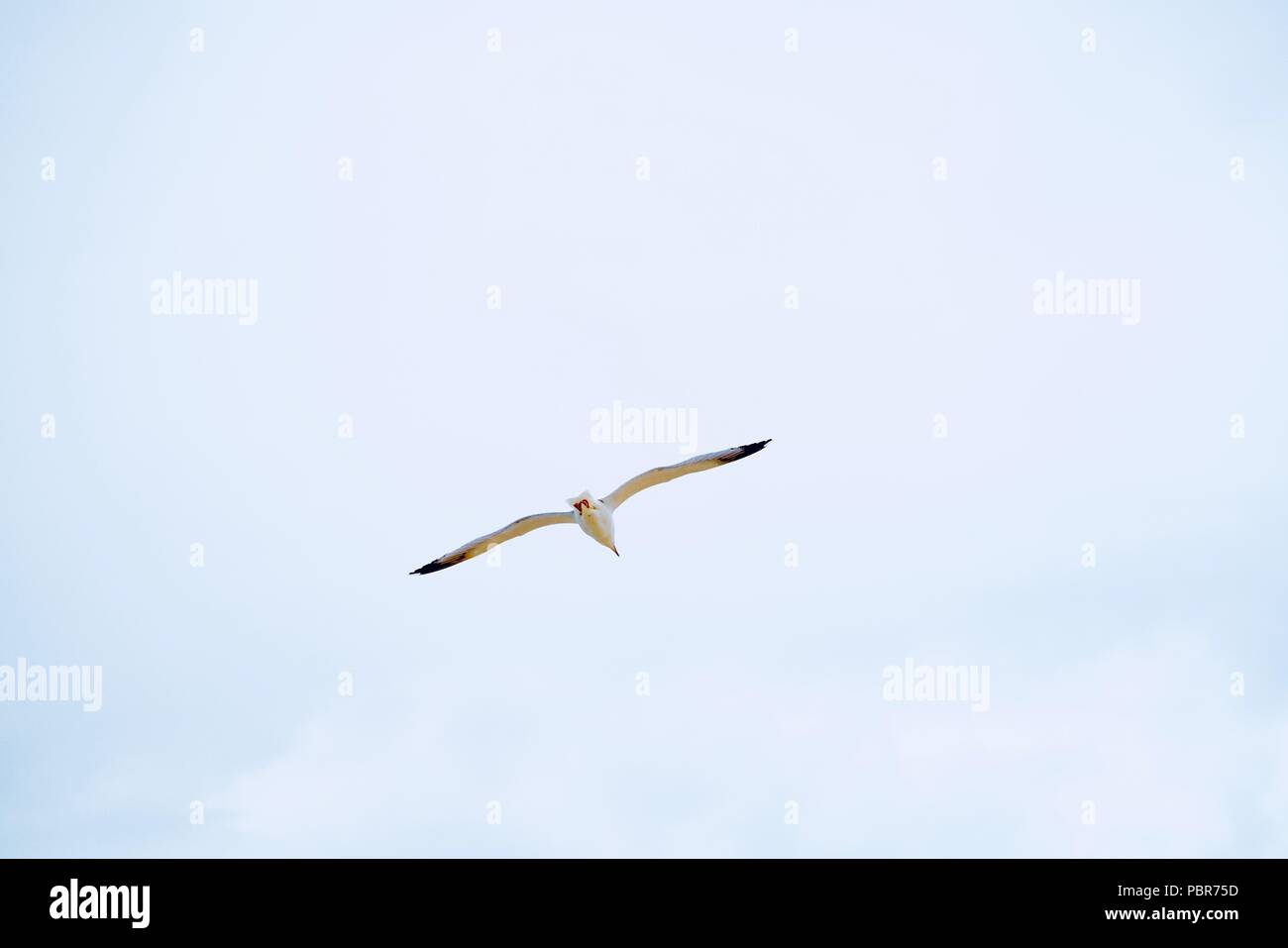 perfect sea gull flying in the sky Stock Photo - Alamy